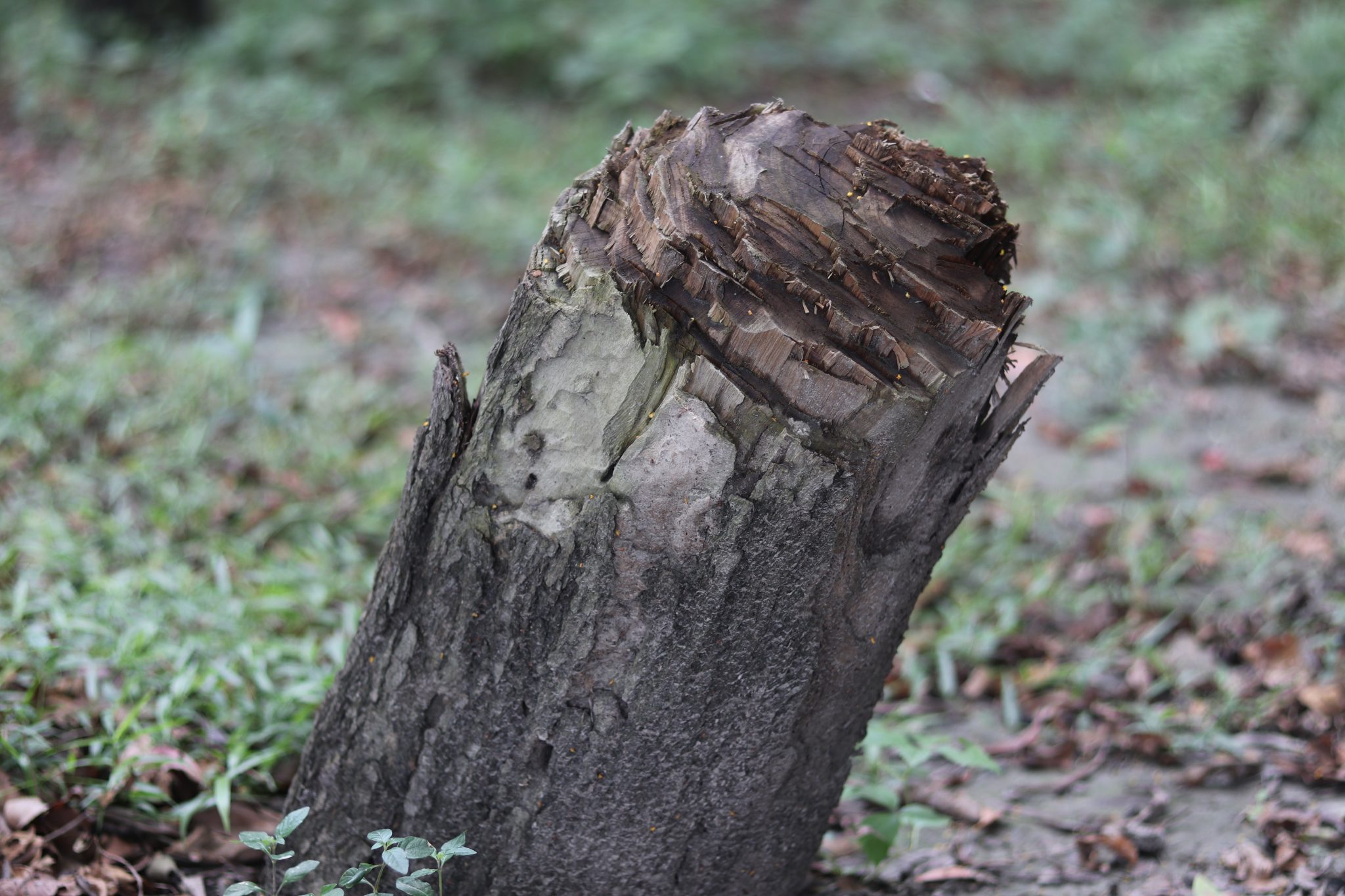 Is It Better to Grind or Remove a Tree Stump? | Omaha, Nebraska