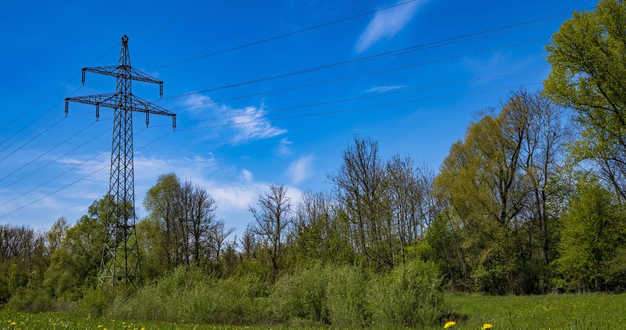 What if My Tree Is Close to a Power Line?