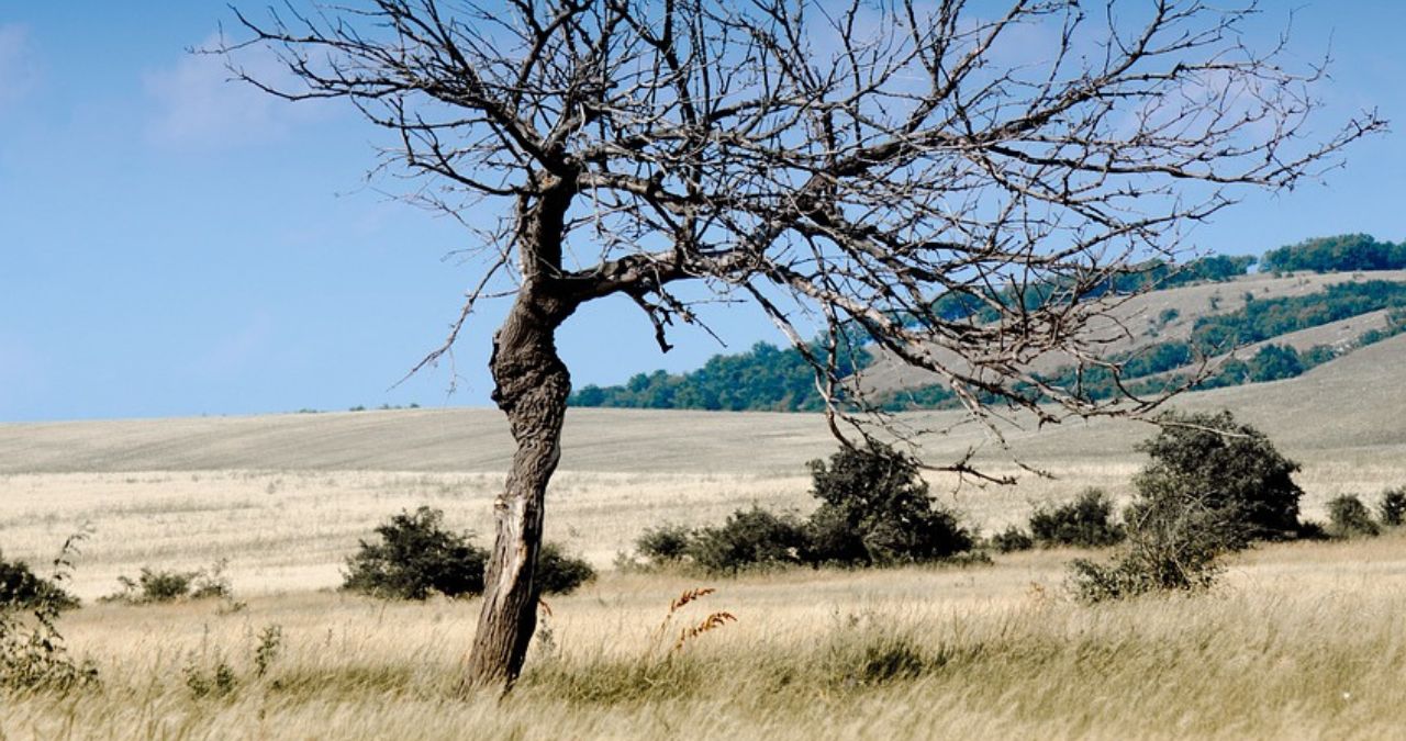 Can Trees Recover from Drought Stress? | Tree Services of Omaha