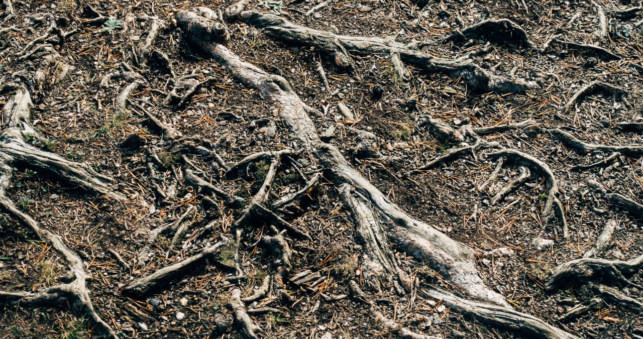 What to Know About Removing Tree Roots: A How-to Guide
