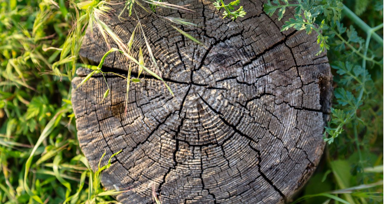Do Tree Stumps in Omaha Cause Problems? | Tree Services