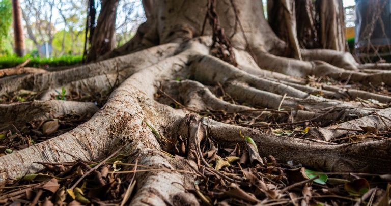 How to Protect and Maintain Healthy Tree Roots
