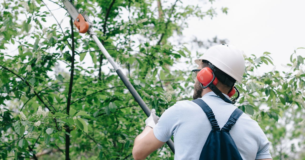 Fall Tree Care Checklist: Preparing Your Trees for Winter
