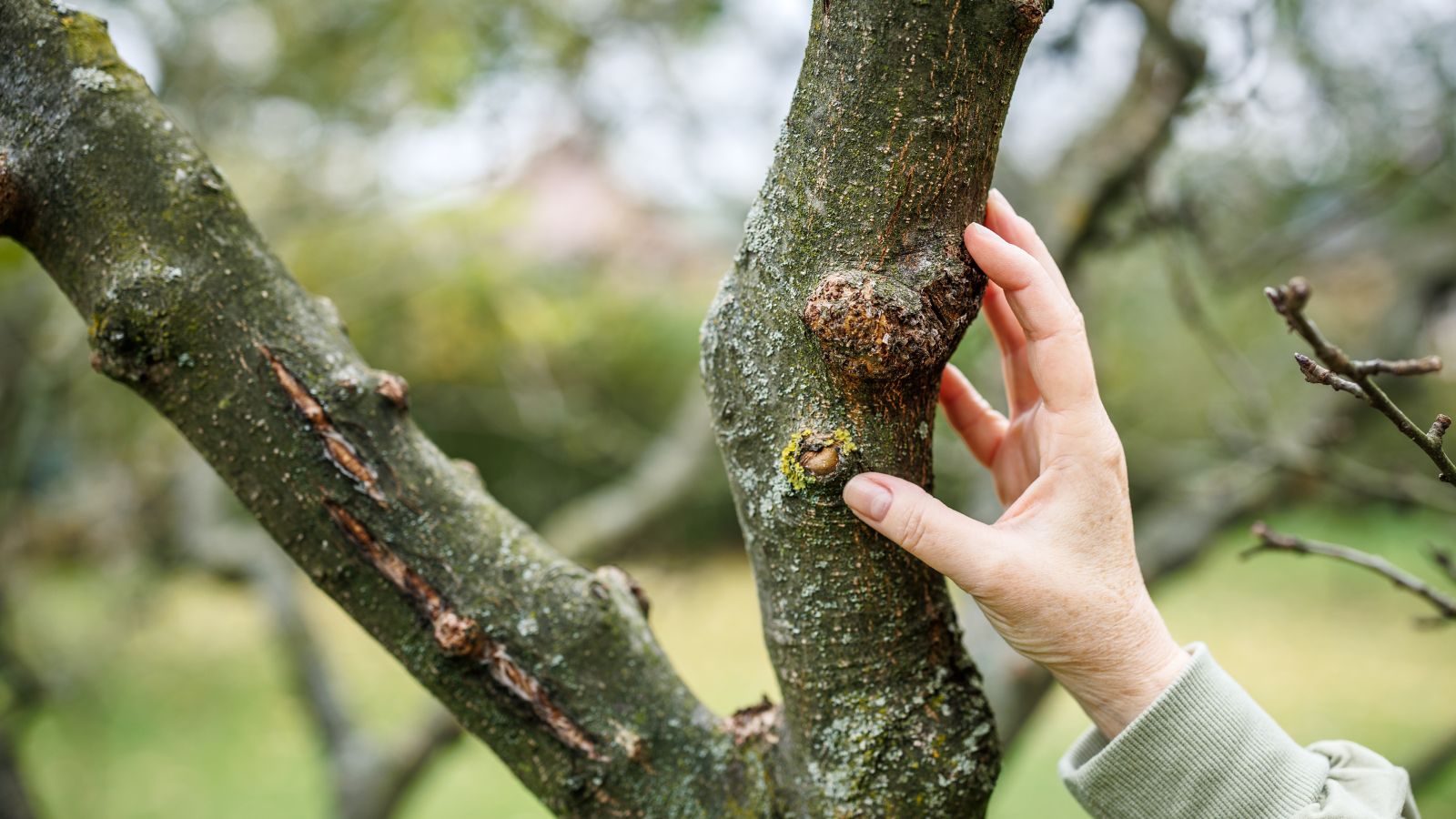 Fall Tree Diseases to Watch For in Nebraska | Tree Services of Omaha