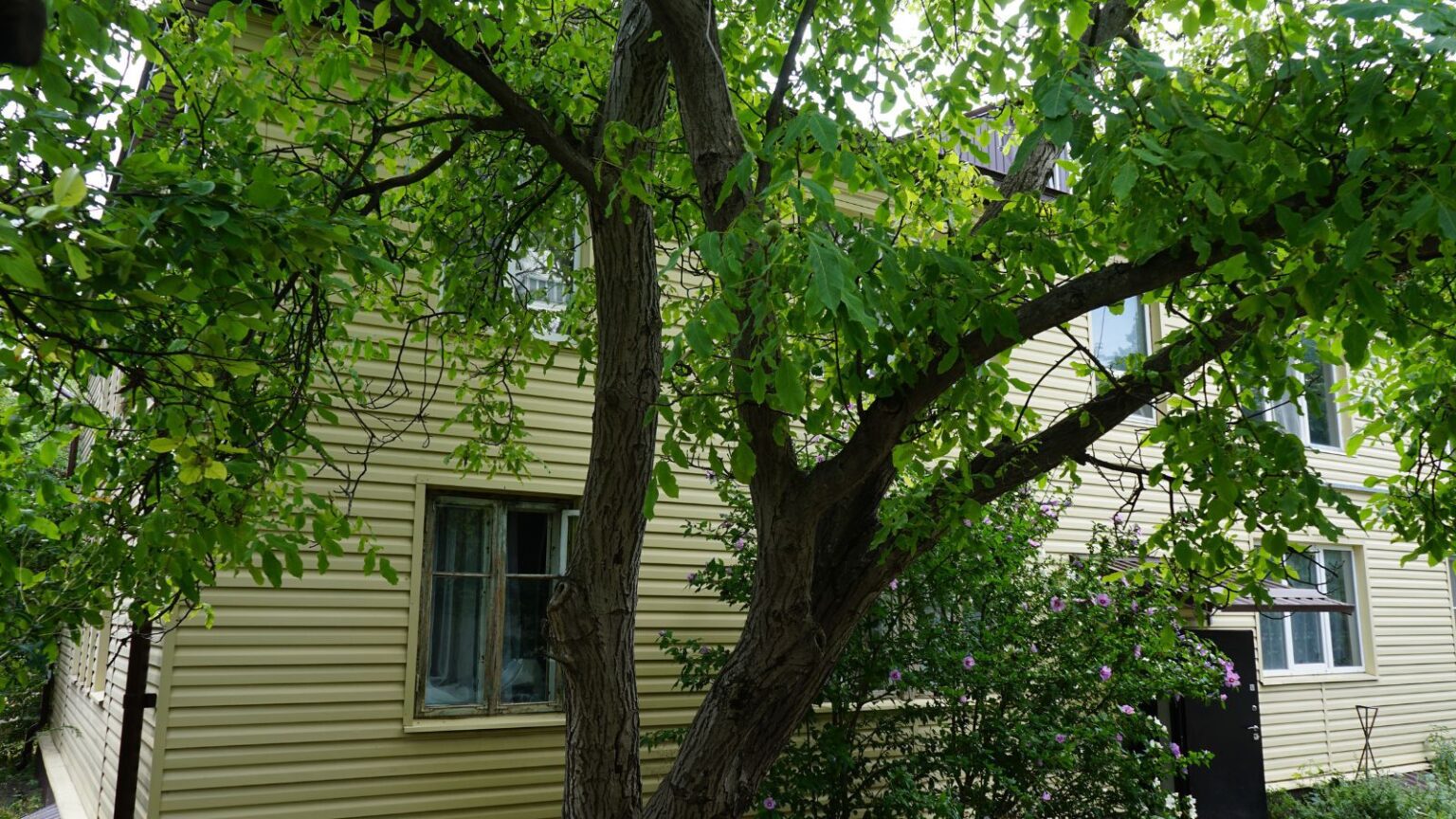 The Biggest Tree Placement Mistakes New Homeowners Make | Tree Services ...