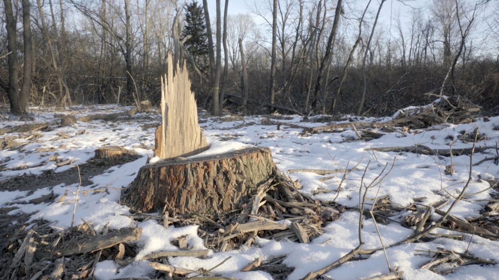 Why Winter Is the Best Time to Grind Away a Tree Stump